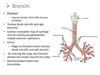 Respiratory System - Anatomy | PPTX