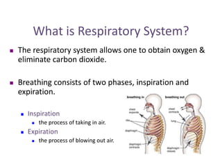 Respiratory System - Anatomy | PPTX