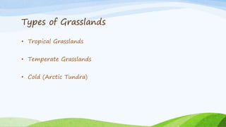 Grasslands (Types and Vegetation) | PPTX