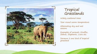 Grasslands (Types and Vegetation) | PPTX