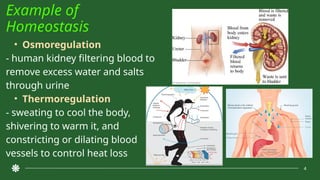 Presentation - Homeostasis Maintaining Balance (1).pptx