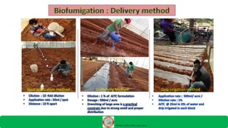 Bio fumigation - A potential tool for pre showing soil treatment | PDF