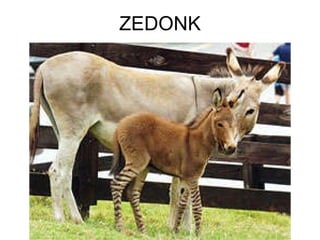 Presentation istanbul | PPT