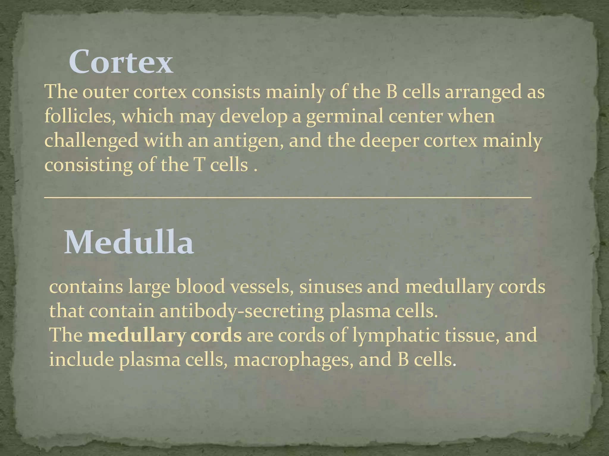 The Anatomy of Lymphatic System | PPTX