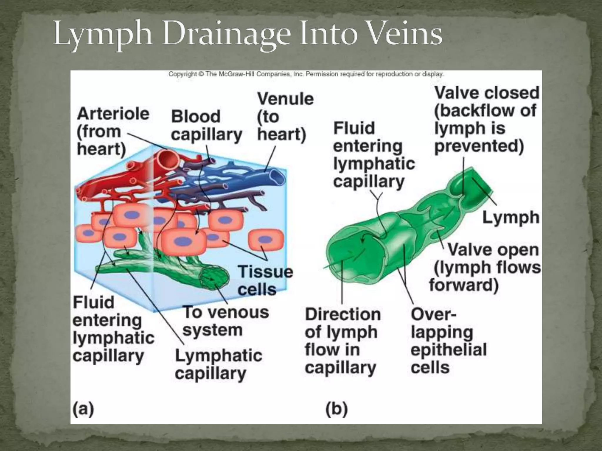 The Anatomy of Lymphatic System | PPTX