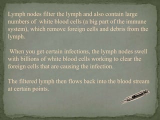 The Anatomy of Lymphatic System | PPT