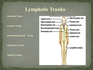 The Anatomy of Lymphatic System | PPT