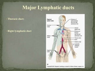 The Anatomy of Lymphatic System | PPT