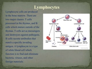 The Anatomy of Lymphatic System | PPT