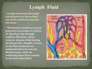 The Anatomy of Lymphatic System | PPT