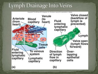 The Anatomy of Lymphatic System | PPT