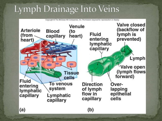 The Anatomy of Lymphatic System | PPT
