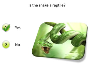 Presentation mary jane v. caracas | PPTX | Reptiles | Pets