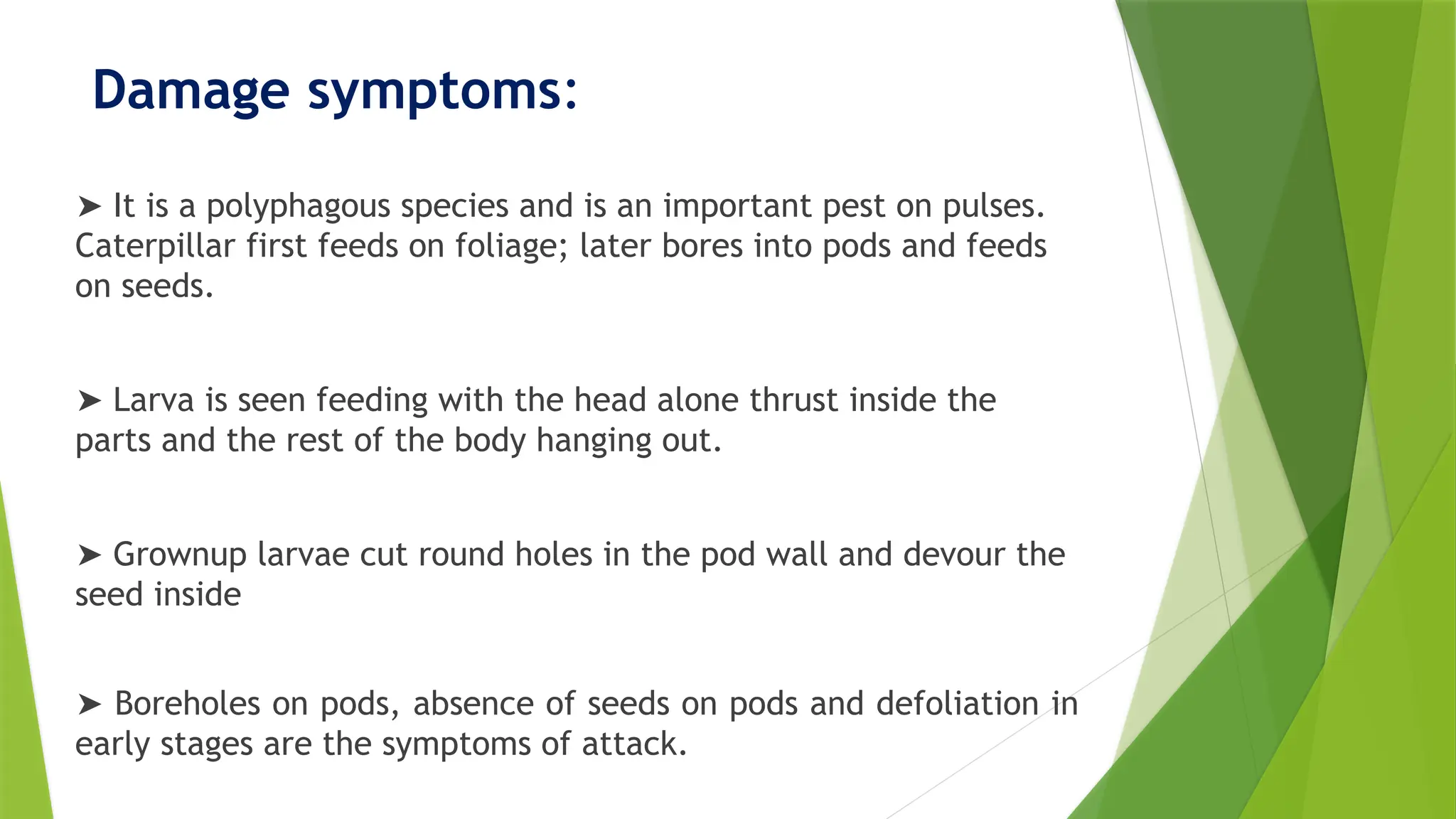 Peigon pea pod borer pod fly plume moth management | PPT