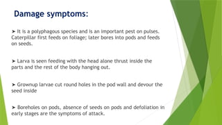 Peigon pea pod borer pod fly plume moth management | PPTX