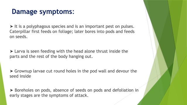 Peigon pea pod borer pod fly plume moth management | PPT