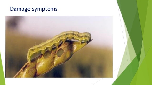 Peigon pea pod borer pod fly plume moth management | PPT