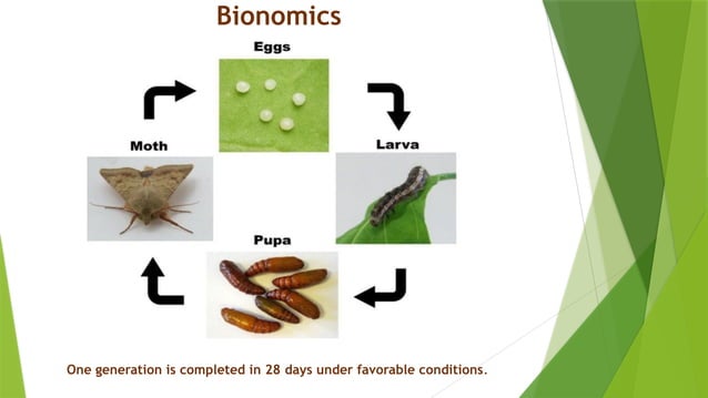Peigon pea pod borer pod fly plume moth management | PPT