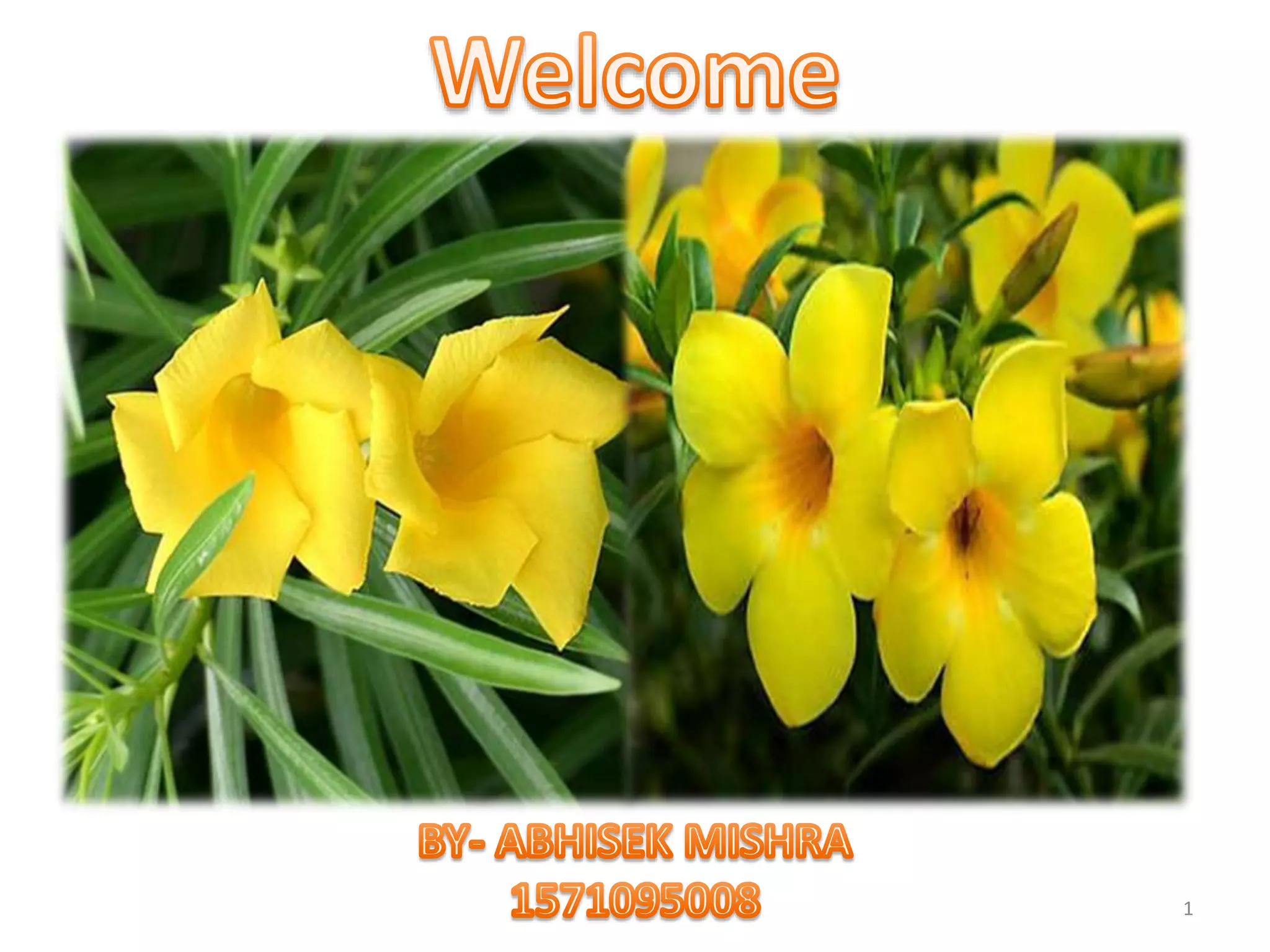 Presentation on Cascabella Thevetia and Allamanda Cathartica | PPTX