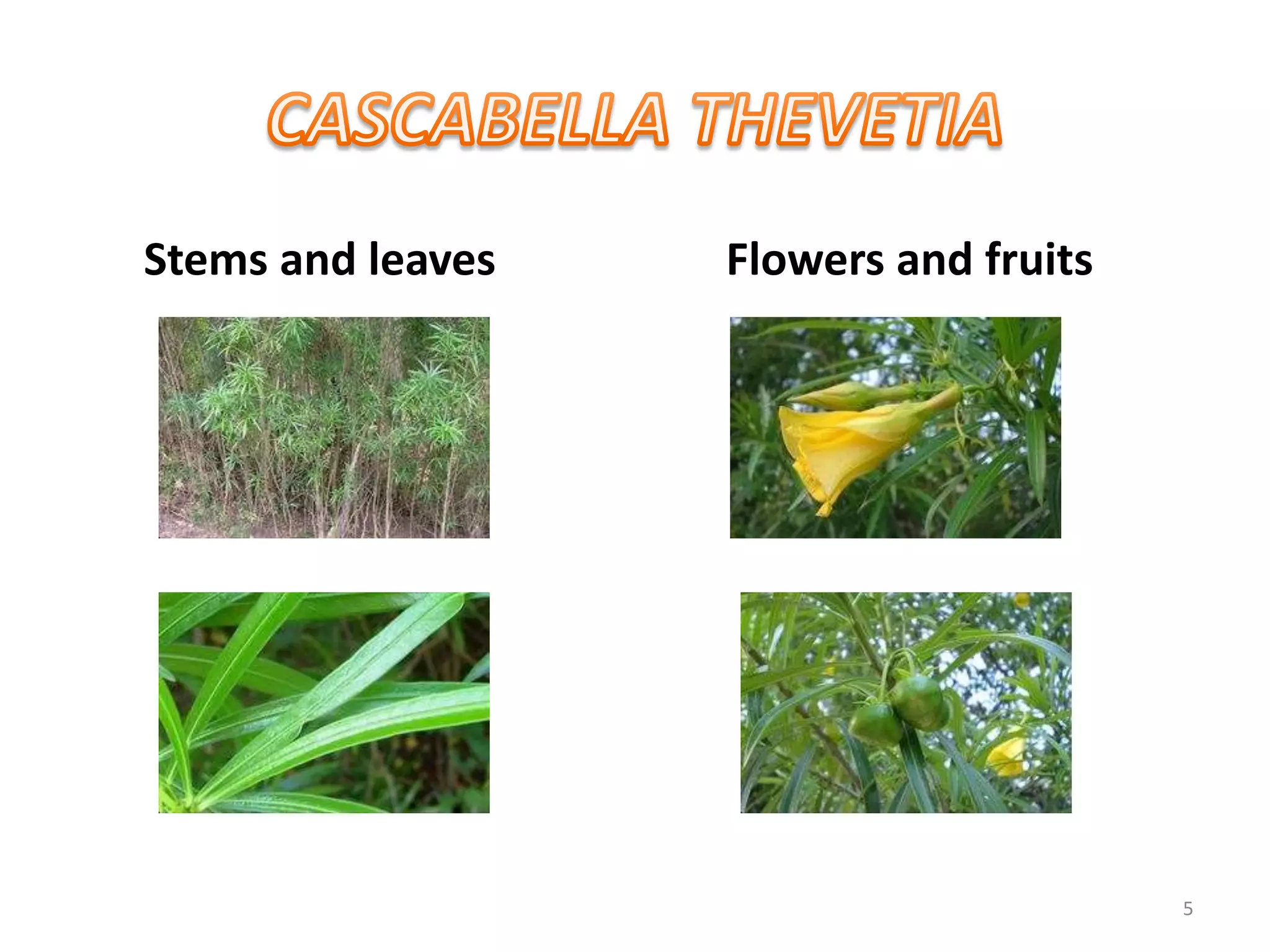 Presentation on Cascabella Thevetia and Allamanda Cathartica | PPTX