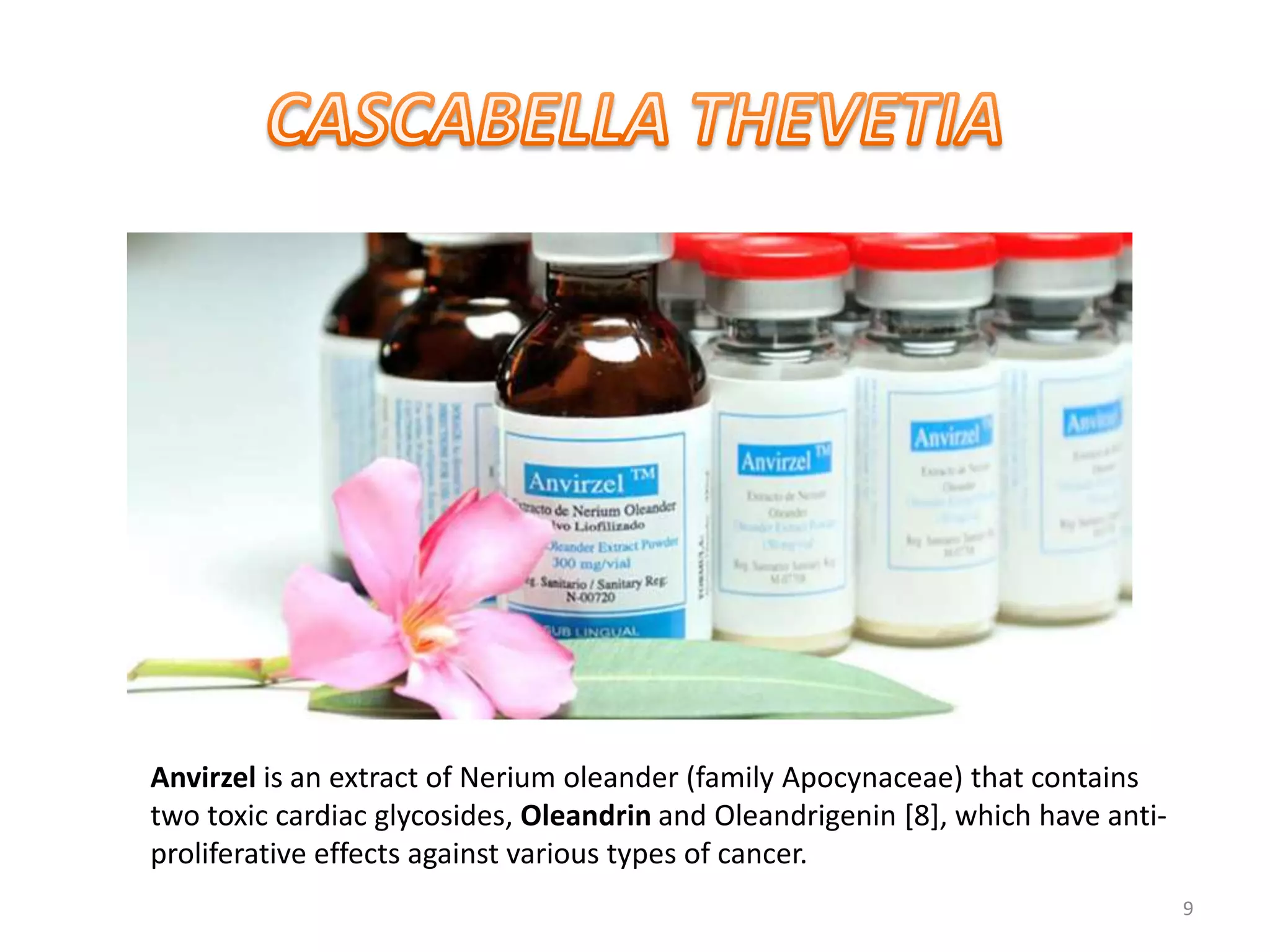 Presentation on Cascabella Thevetia and Allamanda Cathartica | PPTX