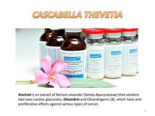 Presentation on Cascabella Thevetia and Allamanda Cathartica | PPTX