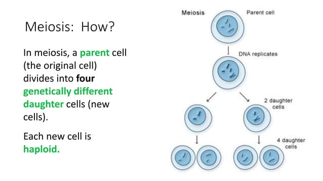 Presentation - mitosis and meiosis NEW 2023 DA.pptx