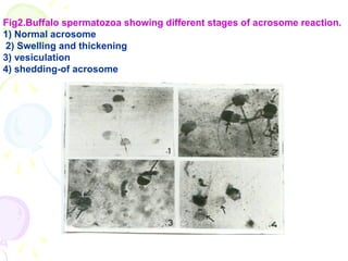 Molecular Mechanism -Mammalian Sperm Capacitation and Acrosome Reaction ...