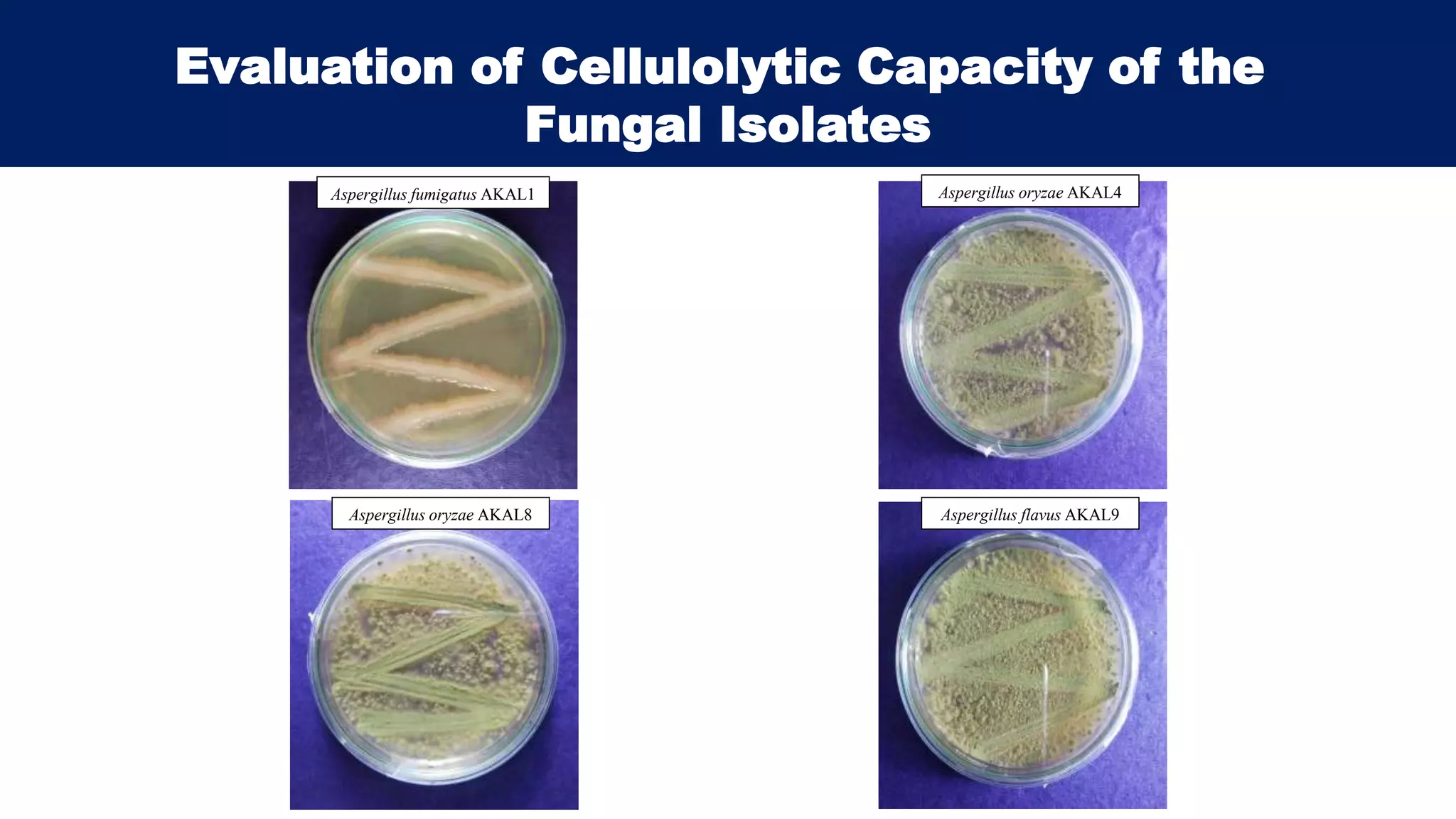 Production of cellulase and it's application | PPTX