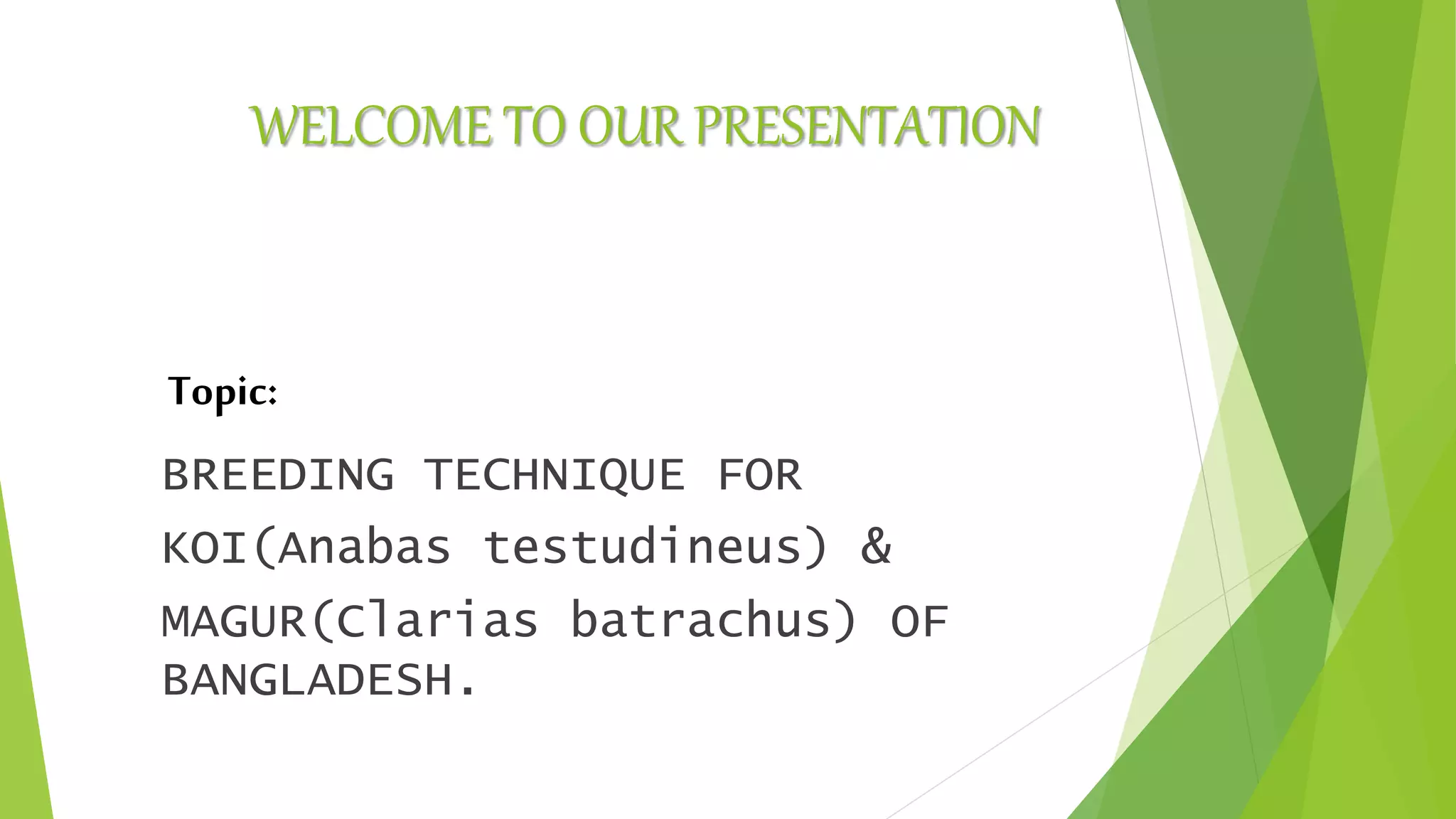 Koi Magur breeding technique | PPT