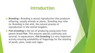 Koi Magur breeding technique | PPTX