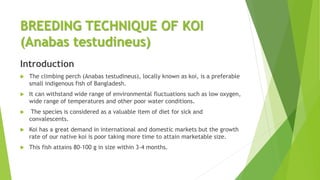 Koi Magur breeding technique | PPTX