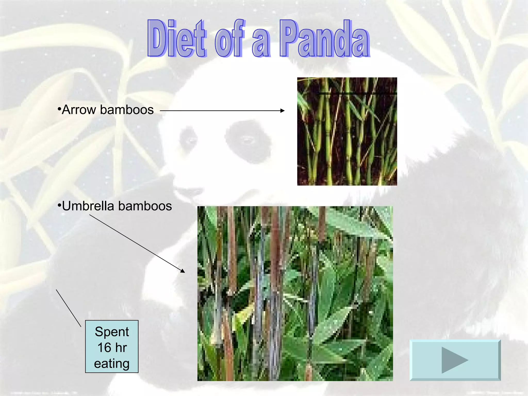 Presentation On Pandas | PPT