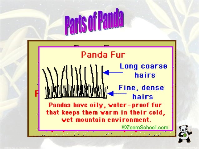 Presentation On Pandas | PPT | Large Animals | Pets