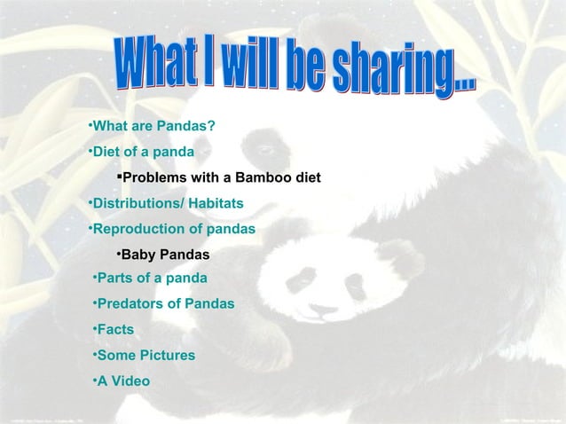 Presentation On Pandas | PPT | Large Animals | Pets