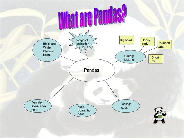 Presentation On Pandas | PPT | Large Animals | Pets