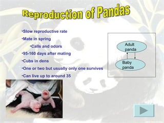 Presentation On Pandas | PPT