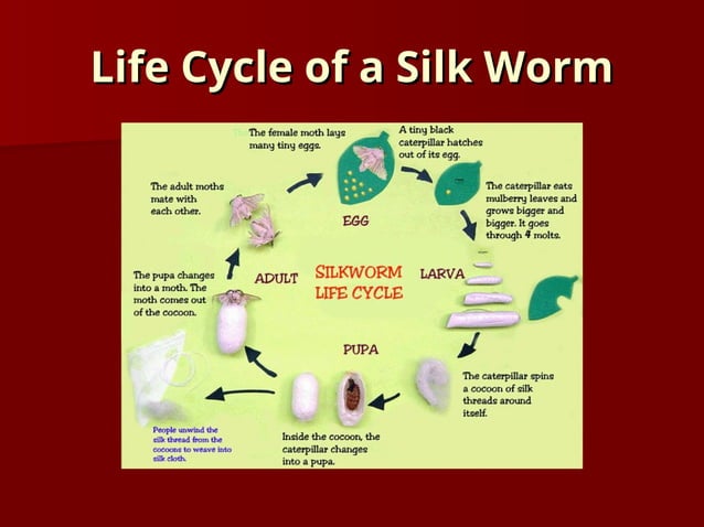 Presentation-on-Silkworm-very-useful.ppt