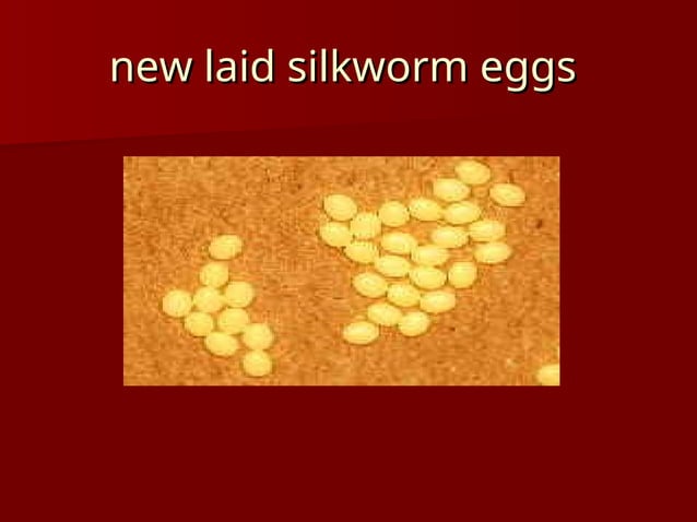 Presentation-on-Silkworm-very-useful.ppt