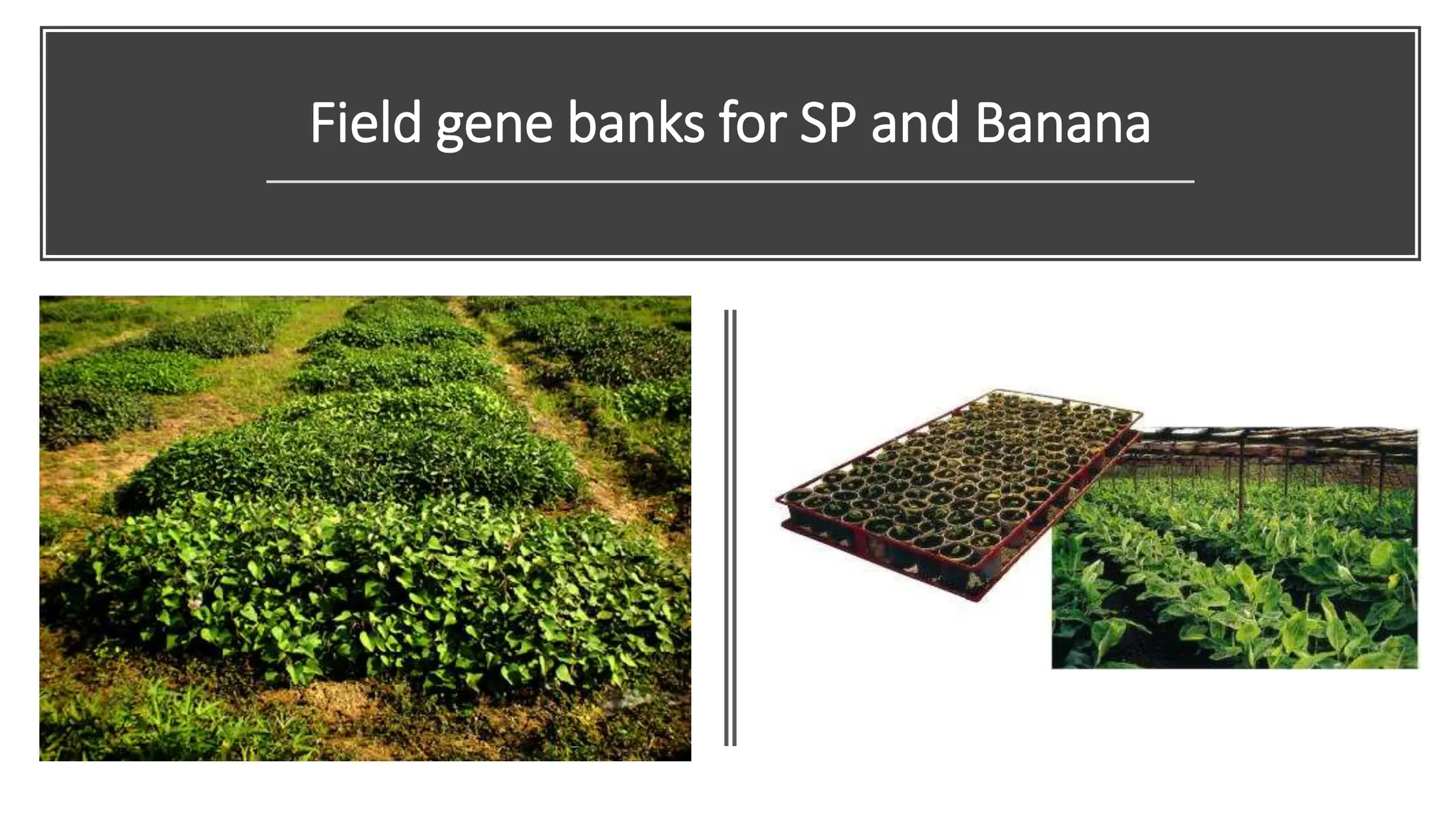 Presentation - PBG - 701 (Genebank).pptx