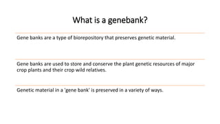 Presentation - PBG - 701 (Genebank).pptx