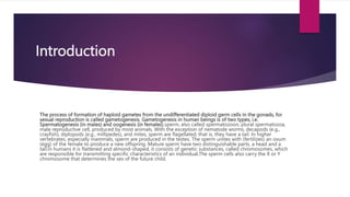 Presentation - Spermatogenesis.pptx