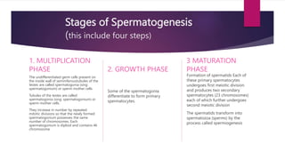 Presentation - Spermatogenesis.pptx