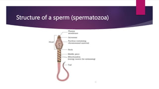 Presentation - Spermatogenesis.pptx