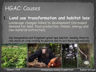 Human-great ape conflict in Africa: consequences, causes and mitigation ...