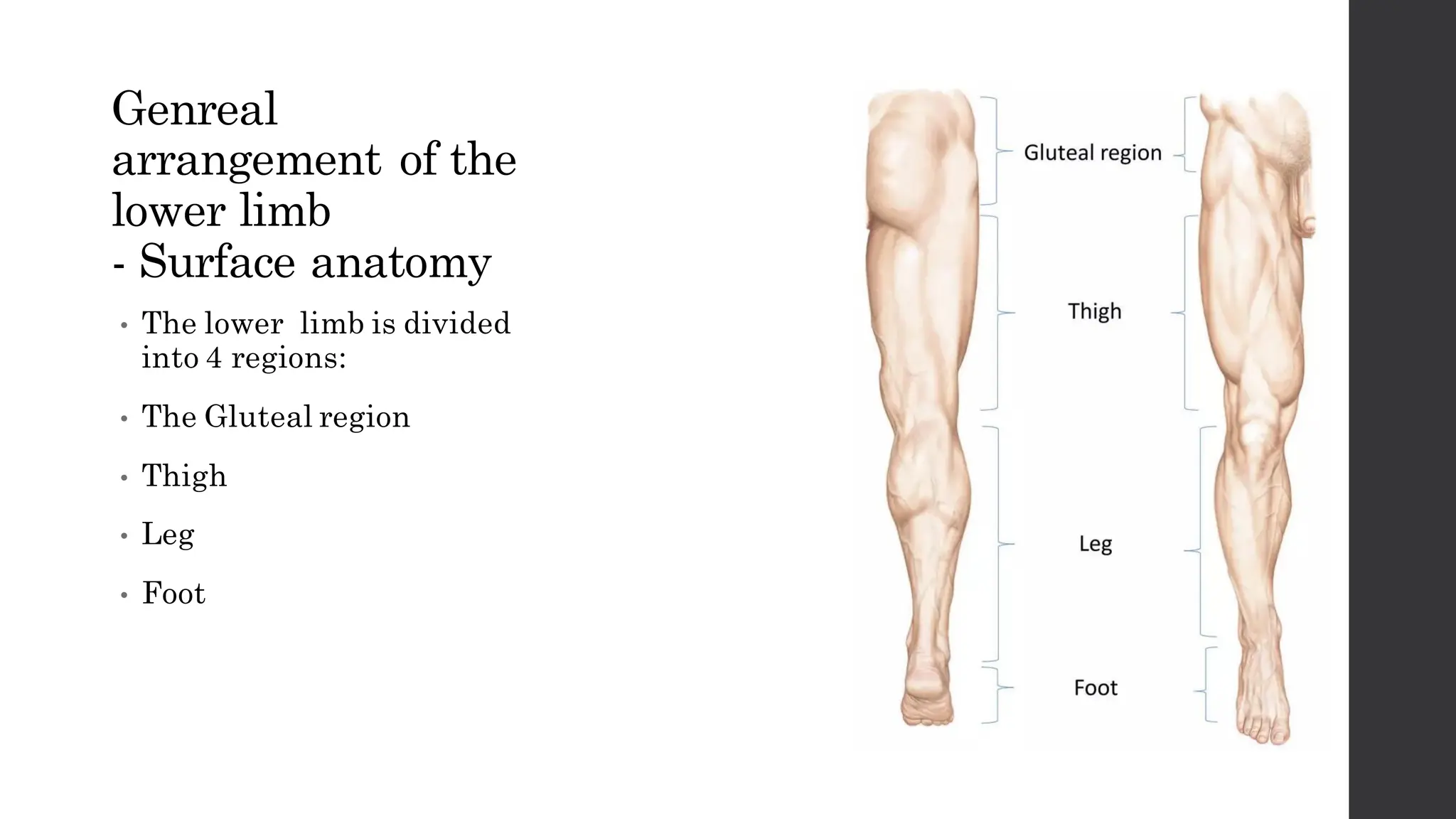 Presentation - The Lower limb presentation about lower limb anatomy ...