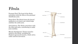 Presentation - The Lower limb presentation about lower limb anatomy ...