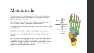 Presentation - The Lower limb presentation about lower limb anatomy ...