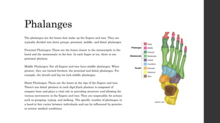 Presentation - The Lower limb presentation about lower limb anatomy ...