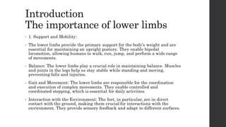 Presentation - The Lower limb presentation about lower limb anatomy ...